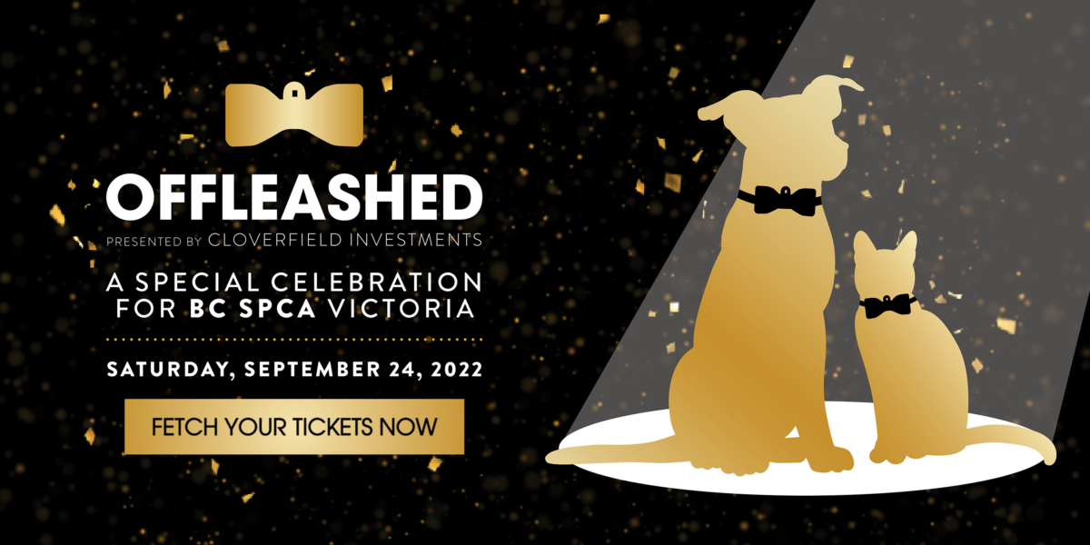 Offleashed Victoria – A special celebration for the BC SPCA Victoria