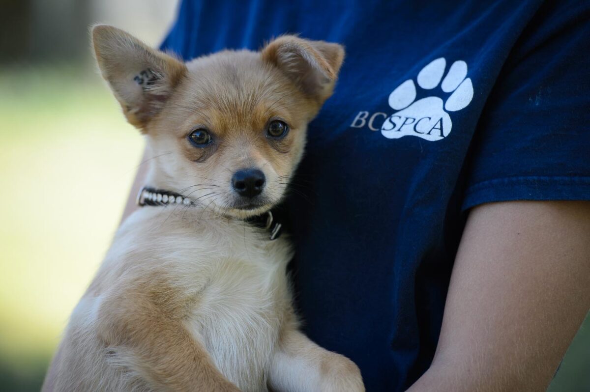 Offleashed Victoria – A special celebration for the BC SPCA Victoria