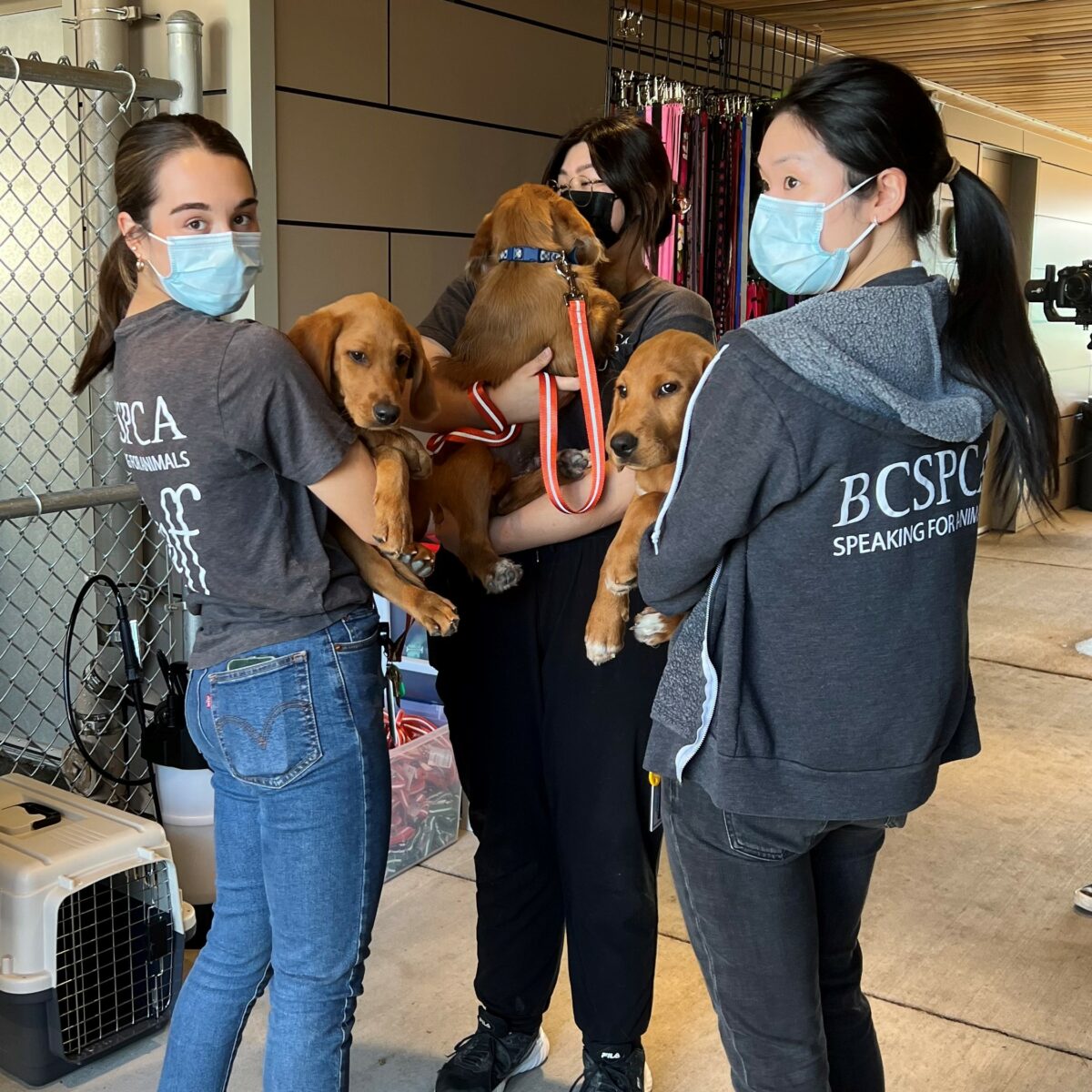 Offleashed – A special celebration for the BC SPCA