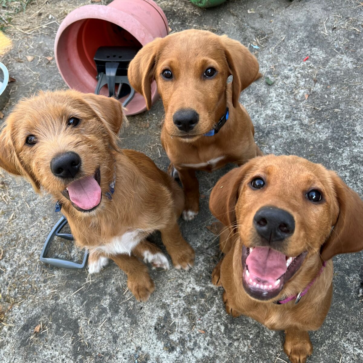 Offleashed – A special celebration for the BC SPCA